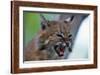 'Bobcat Snarling' Photographic Print - W. Perry Conway | AllPosters.com