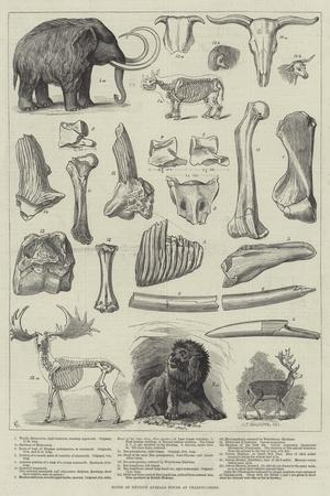 'Bones of Extinct Animals Found at Charing-Cross' Giclee Print ...