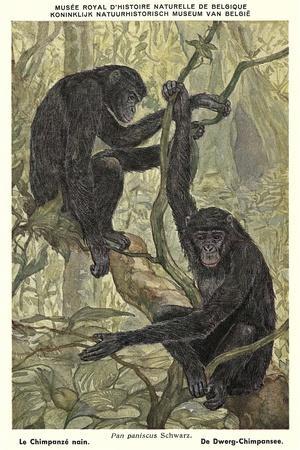 'Bonobo Pygmy Chimpanzee' Prints | AllPosters.com