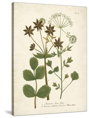 'Botanica Anisum' Stretched Canvas Print - The Vintage Collection ...