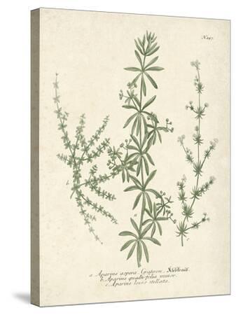 'Botanica Aspera' Stretched Canvas Print - The Vintage Collection ...