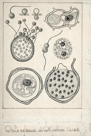 'Botany, Fungi, Life Cycle of Olpidium Viciae' Giclee Print ...