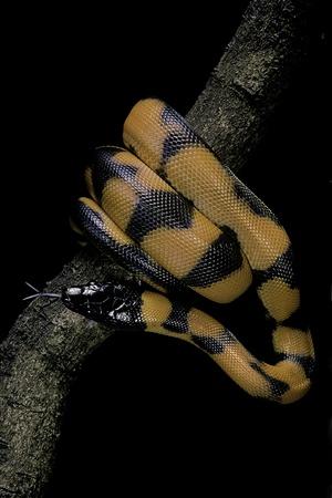 'Bothrochilus Boa (Bismarck Ringed Python)' Photographic Print - Paul ...