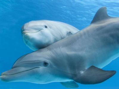 'Bottlenose Dolphin Female and Her Calf' Photographic Print - Augusto ...
