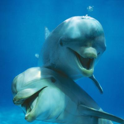 'Bottlenose Dolphin Two Facing Camera' Photographic Print - Augusto ...