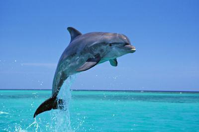 'Bottlenosed Dolphin Leaping Out of Water' Photographic Print ...