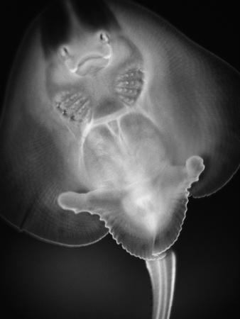 'Bottom View of a Stingray' Photographic Print - Henry Horenstein ...