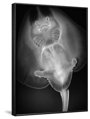 'Bottom View of a Stingray' Photographic Print - Henry Horenstein ...