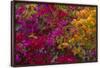 'Bougainvillea Flowers, Princess Cays, Eleuthera, Bahamas' Photographic ...