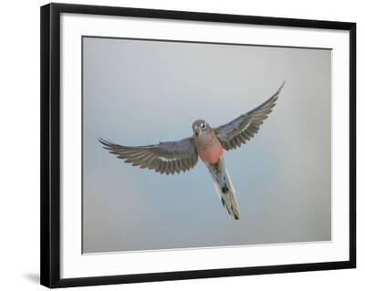 'Bourkes Parakeet Male in Flight Front View' Photographic Print ...
