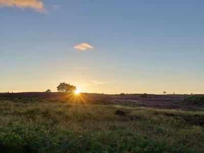 'Braderuper Heide at Sunset, Sylt Island, Germany (Photo)' Giclee Print ...