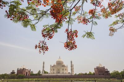 'Branches of a Flowering Tree with Red Flowers Frame the Taj Mahal ...