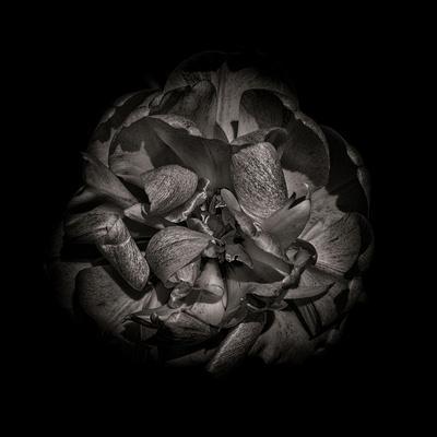 Black And White Peony I Photo - Brian Carson | AllPosters.com