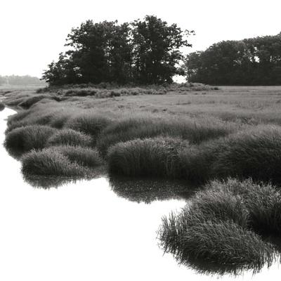 'Bright Mist on the Marsh' Prints - Dorothy Kerper Monnelly ...
