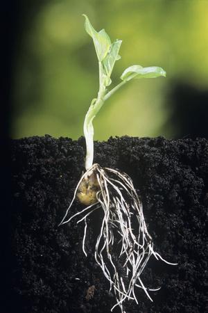 'Broad Bean Shows Roots Growing' Photographic Print | AllPosters.com