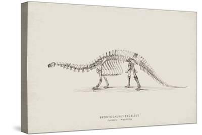 'Brontosaurus' Stretched Canvas Print - The Vintage Collection | AllPosters.com