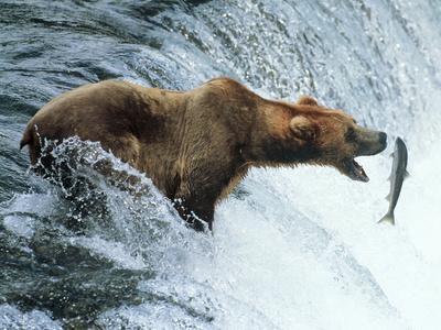 'Brown Bear Catching a Fish' Photographic Print | AllPosters.com