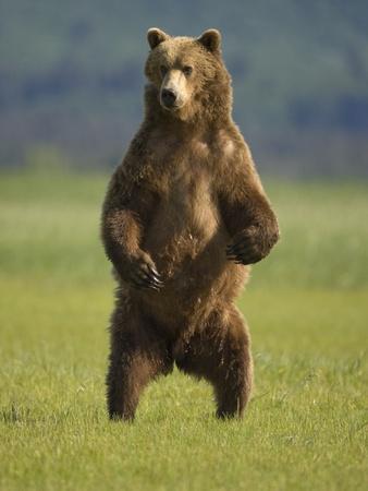 'Brown Bear Standing Upright in Meadow at Hallo Bay' Photographic Print ...