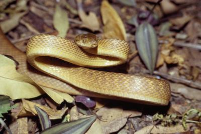 'Brown Tree Snake in Threat Posture' Photographic Print | AllPosters.com