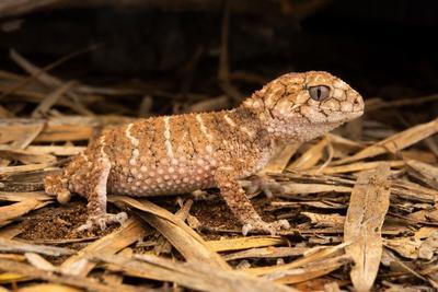 'Prickly knob-tailed gecko hunting at night, Australia' Photographic ...