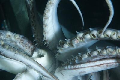 Giant Squid Mouth