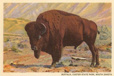 Buffalo, Custer State Park Prints | AllPosters.com