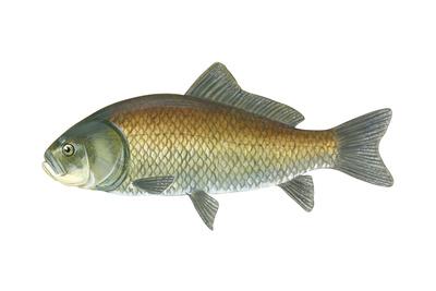 'Buffalo Fish (Ictiobus Cyprinellus), Fishes' Posters - Encyclopaedia ...