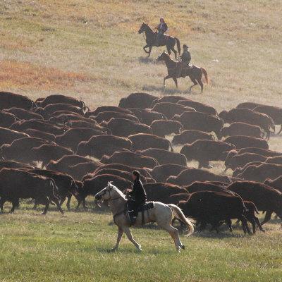 'Buffalo Kick up Dust as Horseback Riders Keep Them Moving at the ...