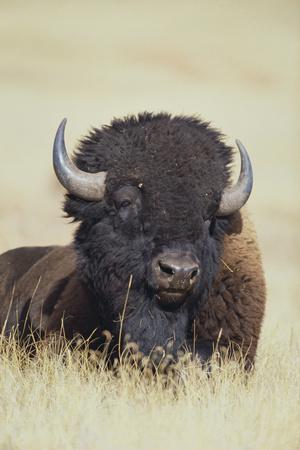 'Buffalo' Photographic Print - DLILLC | AllPosters.com