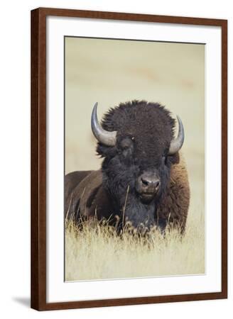 'Buffalo' Photographic Print - DLILLC | AllPosters.com