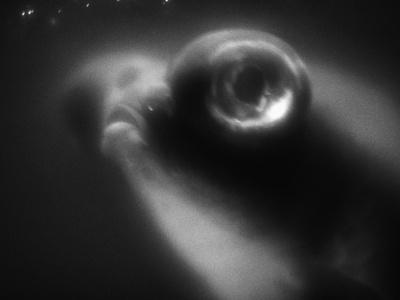 'Bulging Eyes of Goldfish' Photographic Print - Henry Horenstein ...