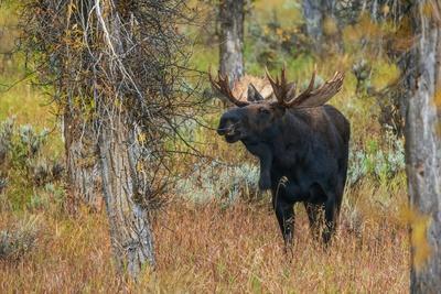 'Bull moose catches a scent in the air' Photographic Print | AllPosters.com