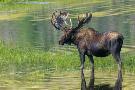 Bull moose takes advantage of a small pond to cool off in the Rocky ...