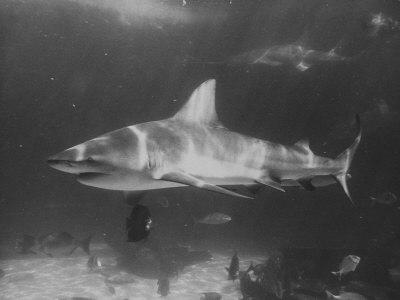 'Bull Shark' Photographic Print - Peter Stackpole | AllPosters.com