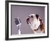 'Bulldog Preparing to Sing into Microphone' Photographic Print - Larry ...