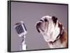 'Bulldog Preparing to Sing into Microphone' Photographic Print - Larry ...