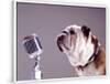 'Bulldog Preparing to Sing into Microphone' Photographic Print - Larry ...