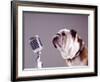 'Bulldog Preparing to Sing into Microphone' Photographic Print - Larry ...