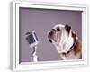 'Bulldog Preparing to Sing into Microphone' Photographic Print - Larry ...