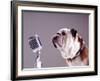 'Bulldog Preparing to Sing into Microphone' Photographic Print - Larry ...