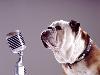 'Bulldog Preparing to Sing into Microphone' Photographic Print - Larry ...