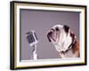 'Bulldog Preparing to Sing into Microphone' Photographic Print - Larry ...