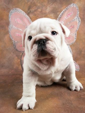 'Bulldog Puppy Wearing Angel Wings' Photographic Print - Peter M ...
