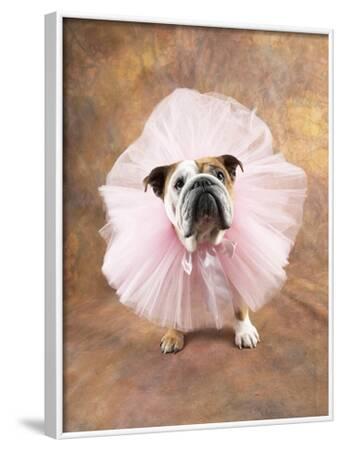 'Bulldog Wearing Tutu' Photographic Print - Peter M. Fisher ...