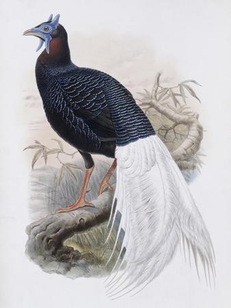 'Bulwer's Pheasant' Giclee Print - John Gould | AllPosters.com