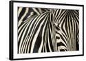 'Burchell's Zebra' Photographic Print | AllPosters.com