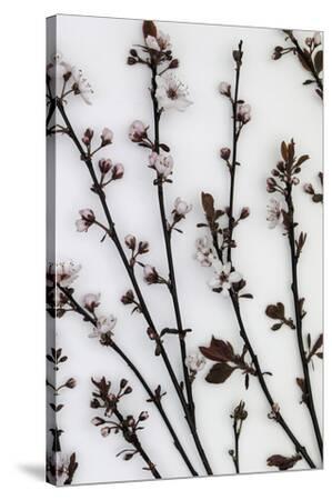 'Burgeoning Blossom' Stretched Canvas Print - Assaf Frank | AllPosters.com