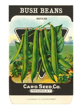 'Bush Bean Seed Packet' Posters | AllPosters.com
