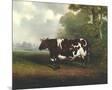Prize Heifer Giclee Print - C^D^ Lange | AllPosters.com
