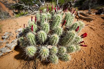 'Cacti at Arches National Park in Utah' Photographic Print - Ben ...